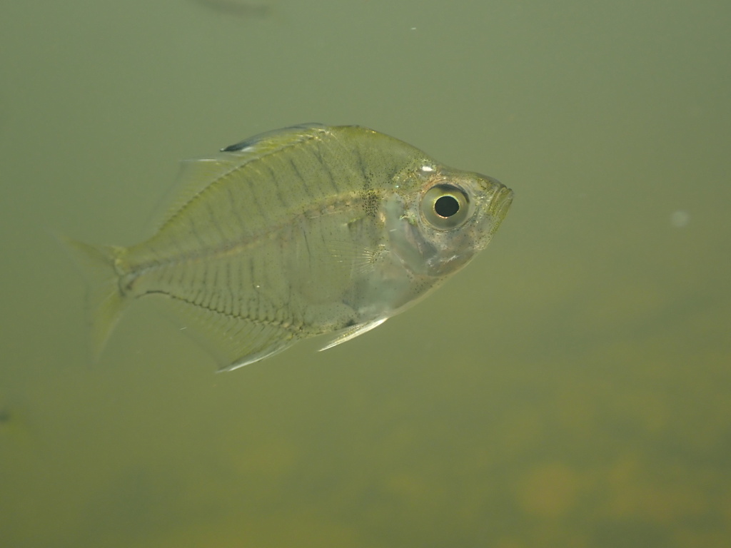 (Parambassis) - Marine Life Identification