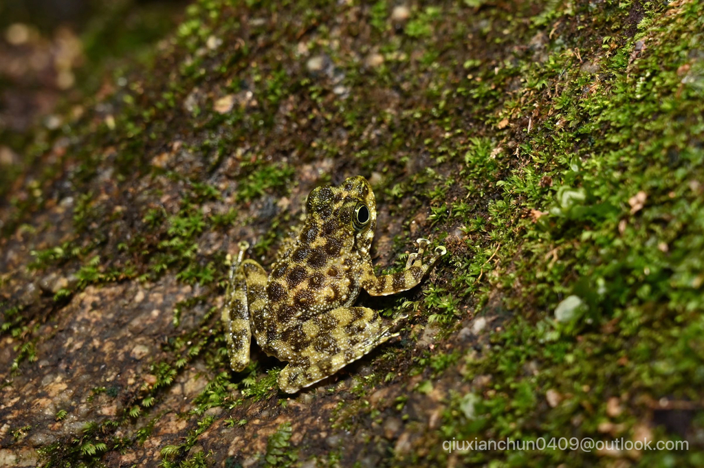 Hainan Torrent Frog in May 2021 by xianchunqiu · iNaturalist