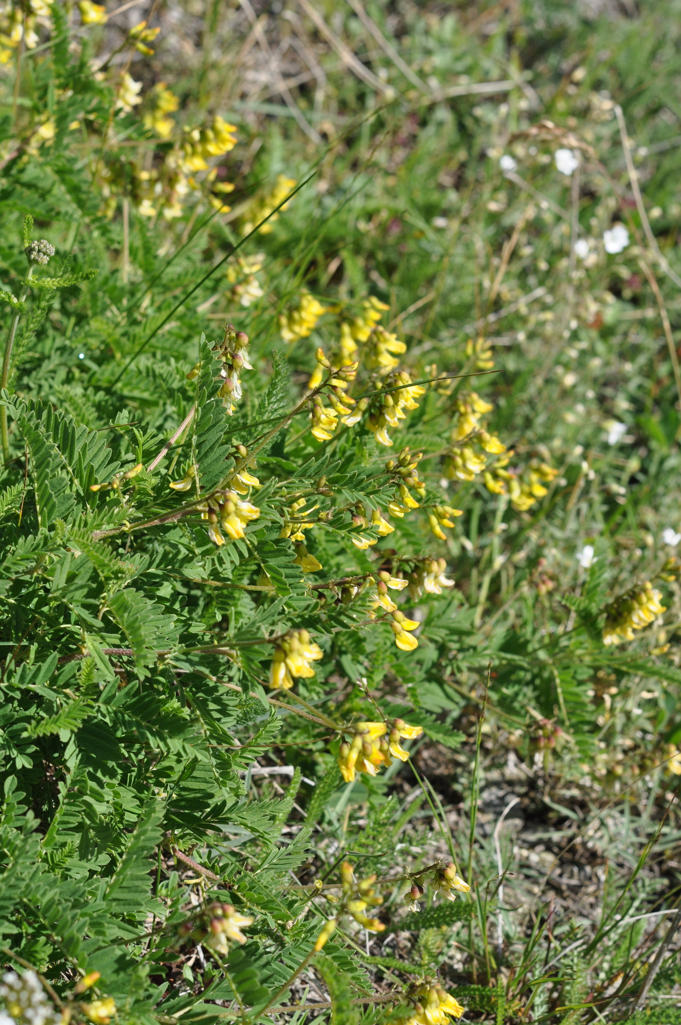 Astragalus penduliflorus Lam.