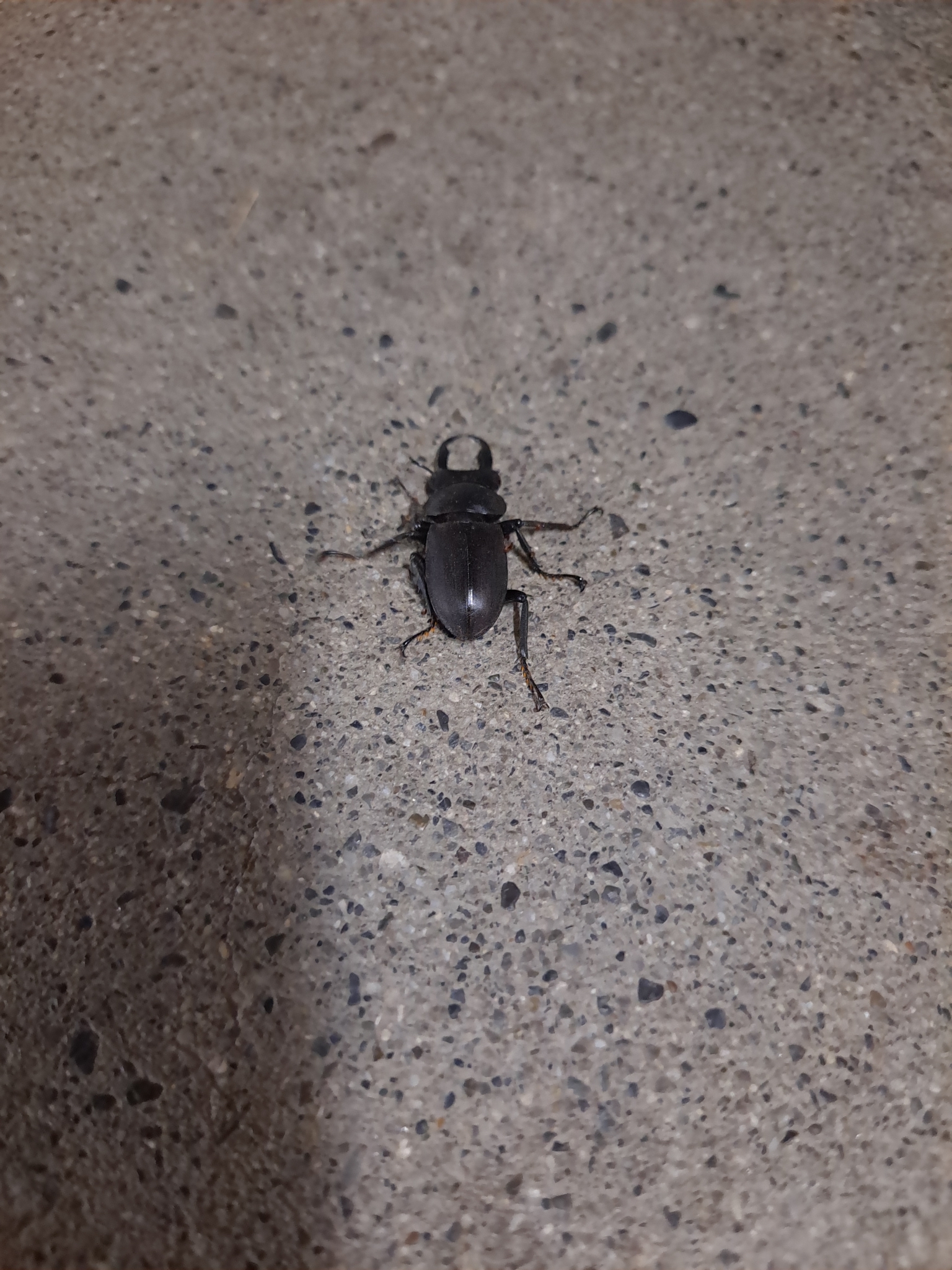 Dorcus rectus rectus