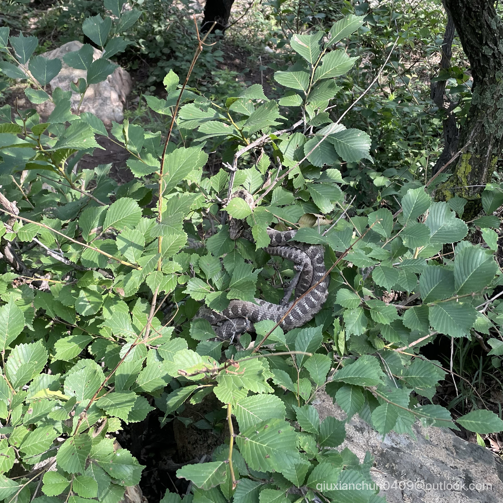 Père David's Ratsnake from 中国辽宁省 on July 18, 2022 at 10:12 PM by ...