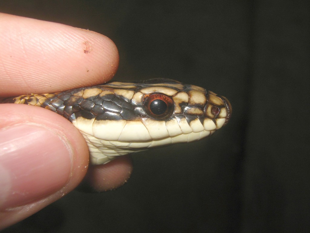 Mexican Patchnose Snake (Salvadora mexicana) - Snakes and Lizards