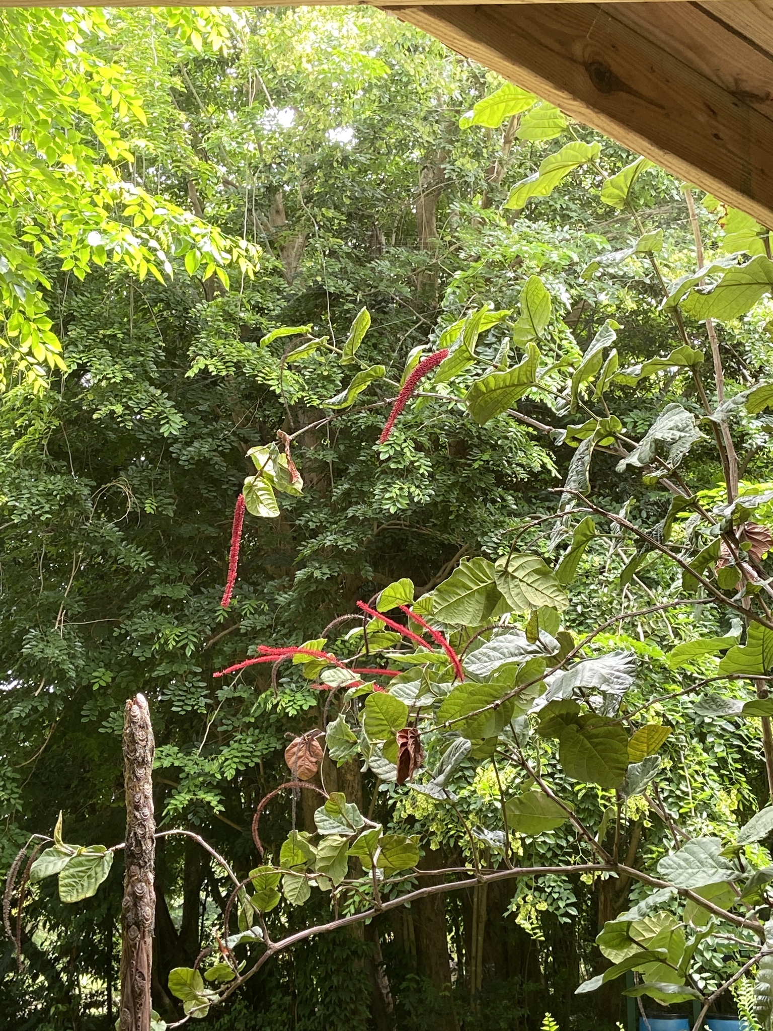 Coccoloba rugosa Desf.