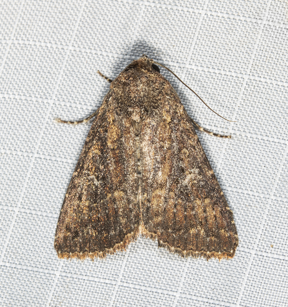 Prospalta capensis (Lepidoptera (butterflies and moths) of the British ...