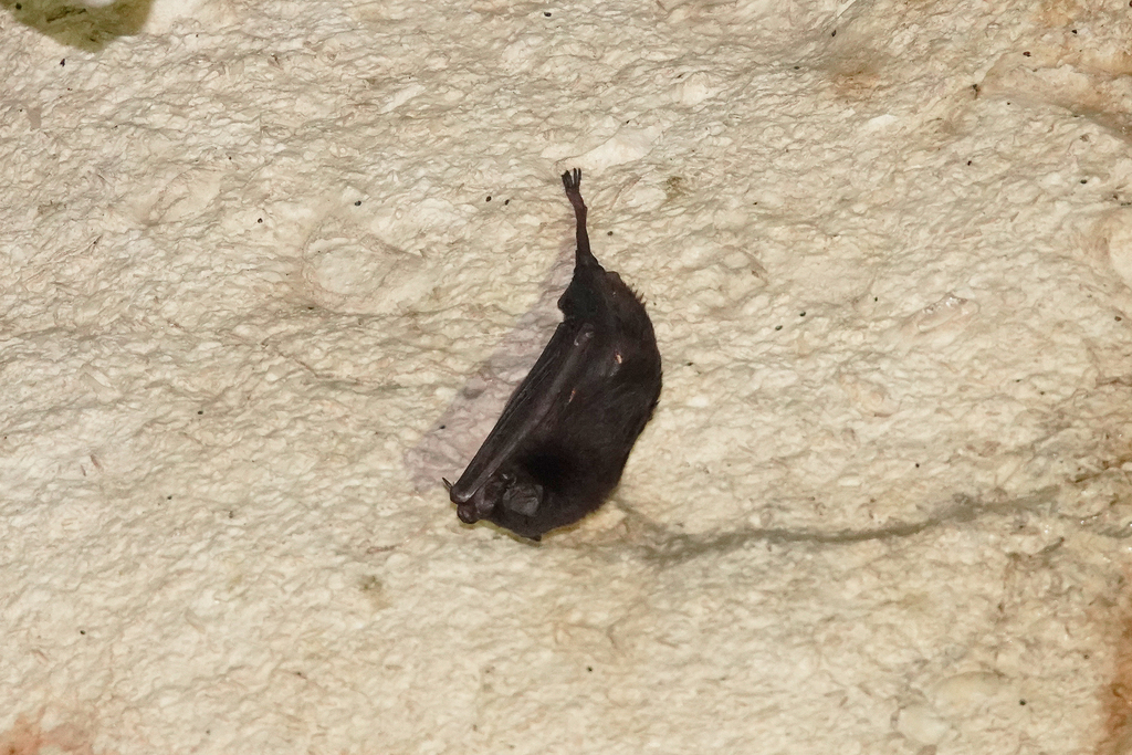 Great Bent-winged Bat from Biak Numfor Regency, Papua, Indonesia on ...