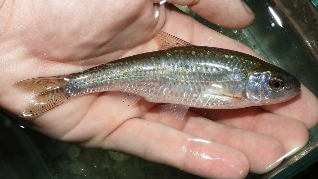 Highscale Shiners from Tom's Creek, Blacksburg, VA 24060, USA on June ...