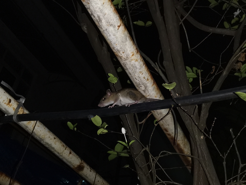 Polynesian Rat in July 2022 by Wich'yanan L · iNaturalist