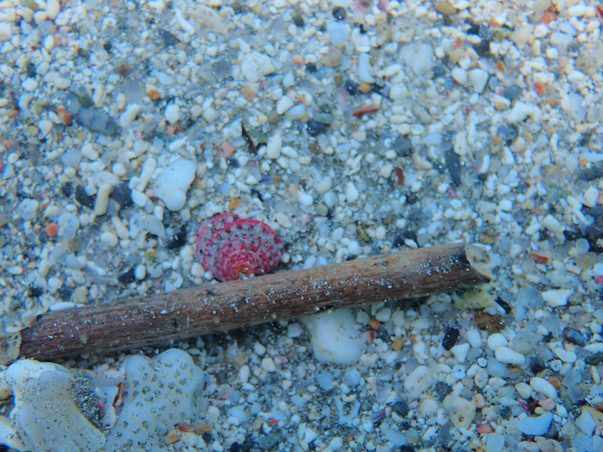 Clanculus pharaonius (Linnaeus, 1758)