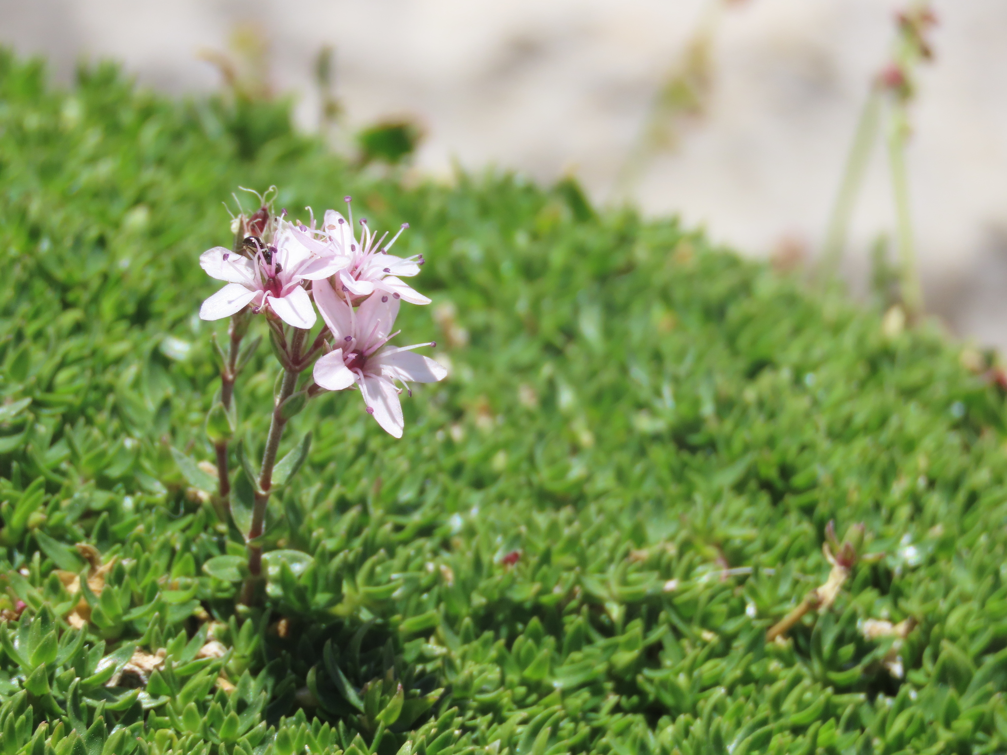 Arenaria purpurascens Ramond ex DC.