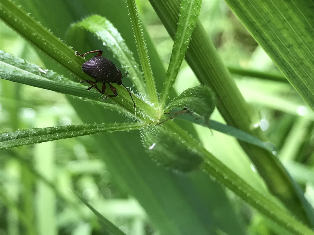 Snout and Bark Beetles from Knock, Balbriggan, Dublin, IE on May 12 ...