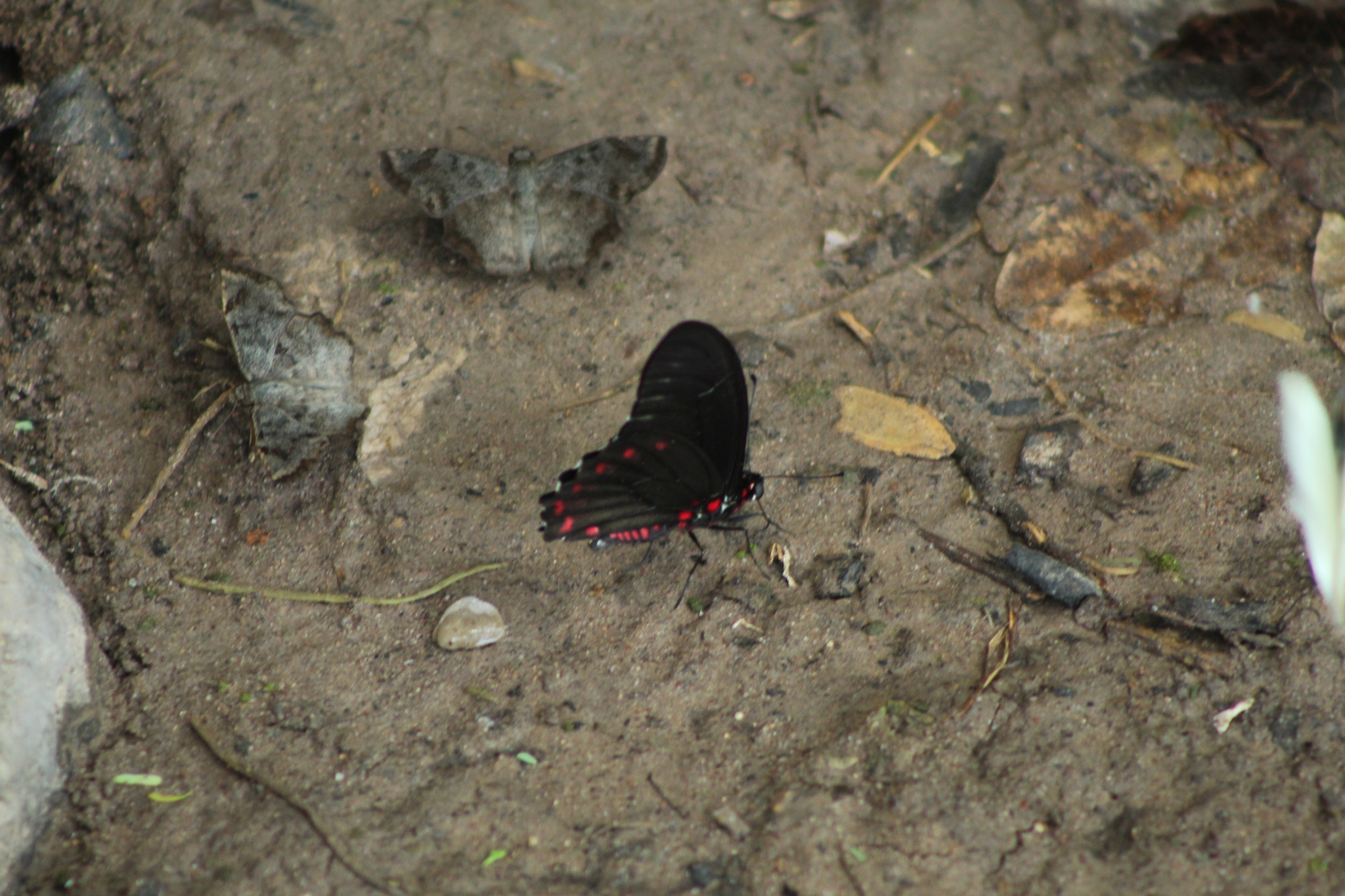Mimoides phaon (Boisduval, 1836)