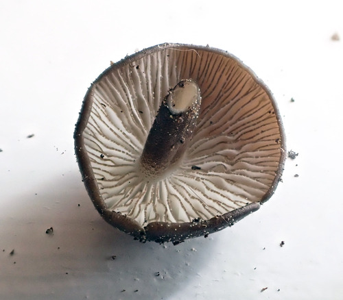 Hydropus kauffmanii · iNaturalist
