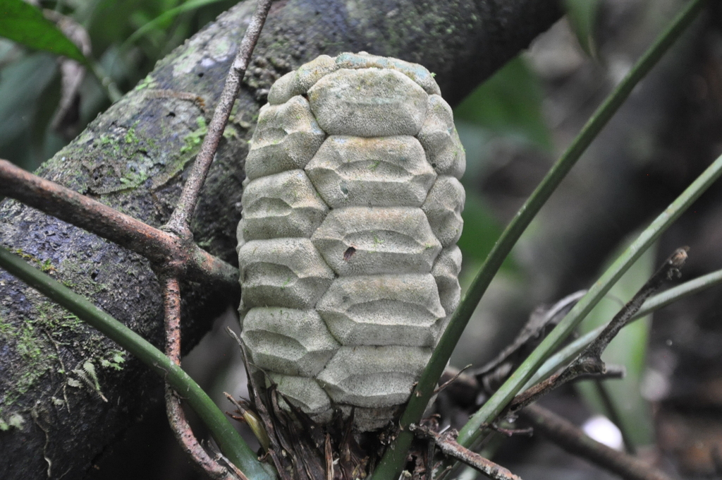 Zamia stevensonii in July 2022 by ramon_d · iNaturalist