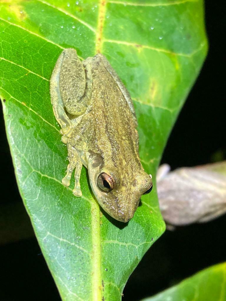 Red Snouted Tree Frog from Leticia, Amazonas, Colombia on July 14, 2022 ...