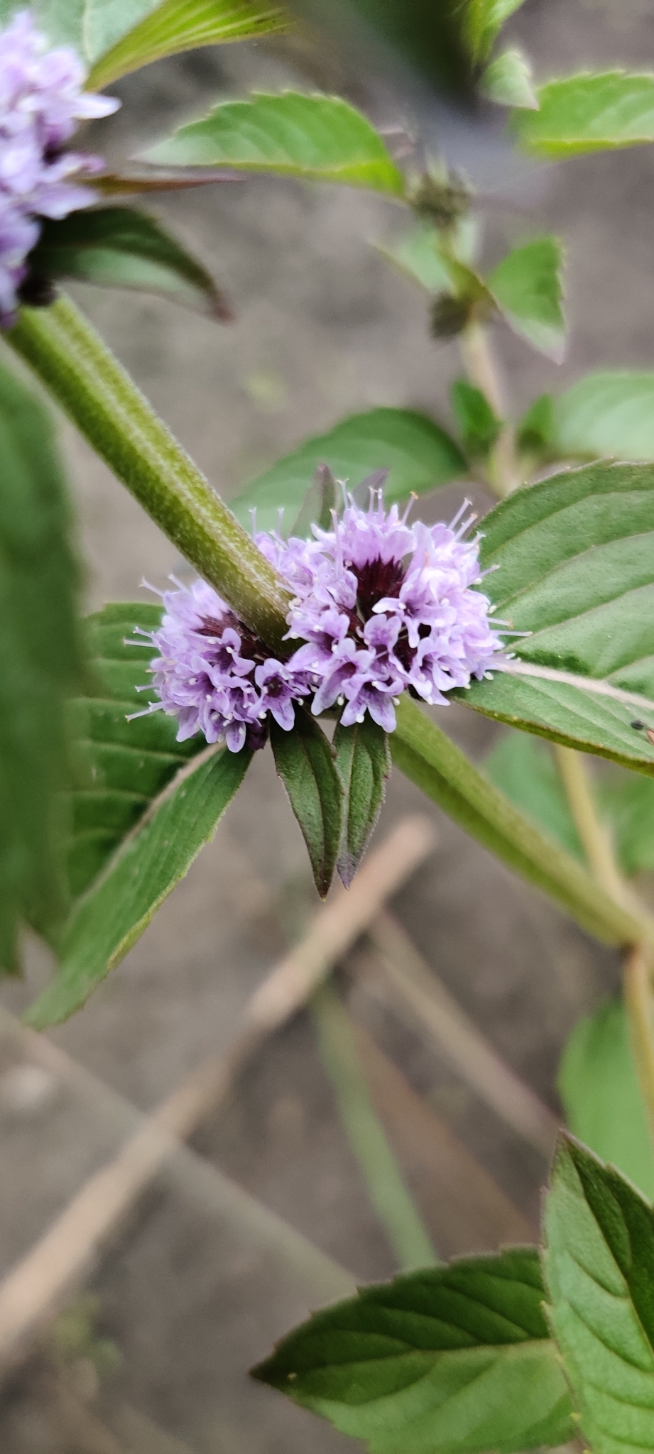 Mentha canadensis L.