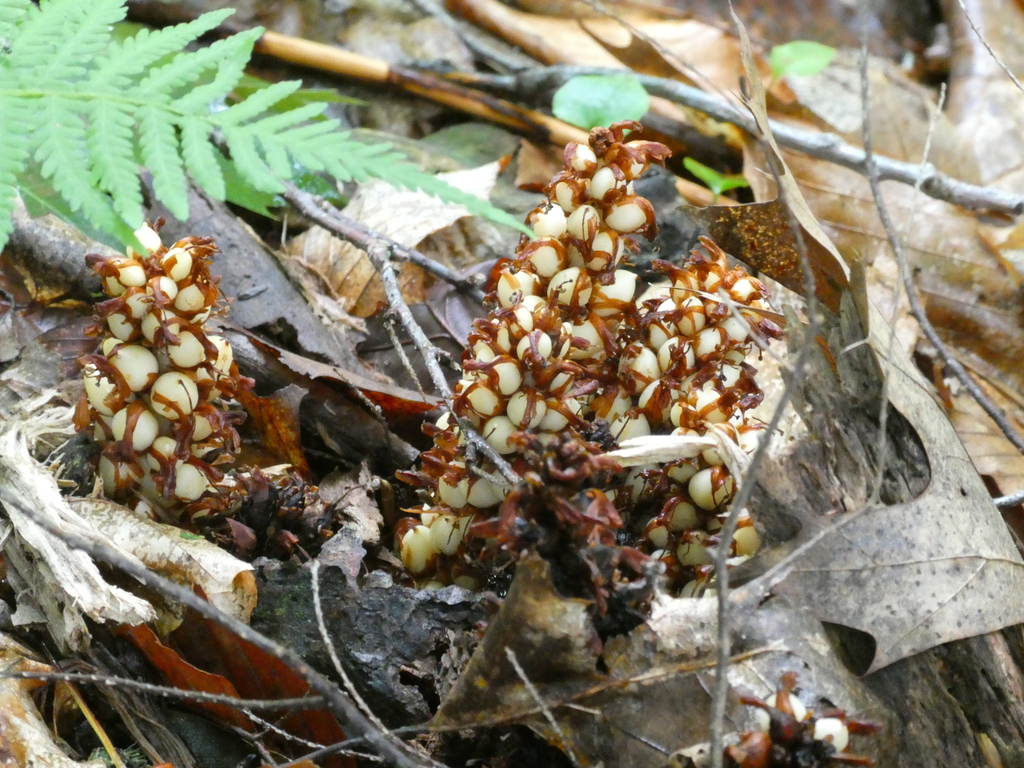 American cancer-root from Garrett County, MD, USA on July 17, 2022 at ...