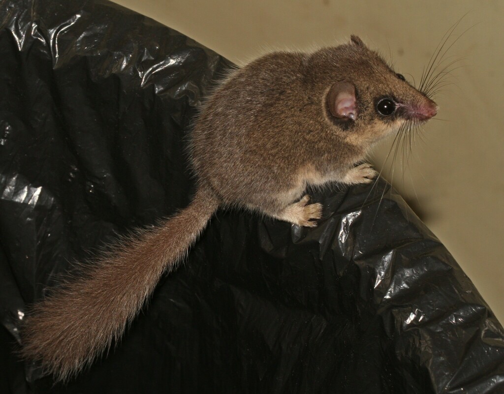 Woodland Dormouse from Elangeni Hiking Trail, Elands River on July 16 ...