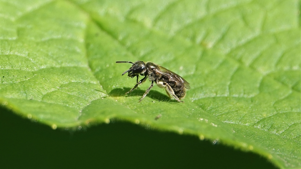 Metallic Sweat Bees from Nanaimo, BC, Canada on July 17, 2022 at 03:28 ...