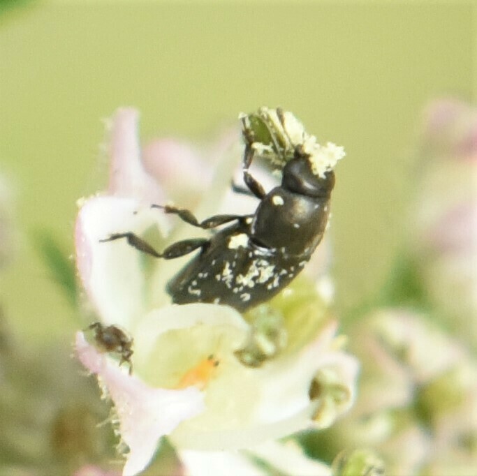 Common Pollen Beetle from Horbury, Wakefield, UK on July 17, 2022 at 01 ...