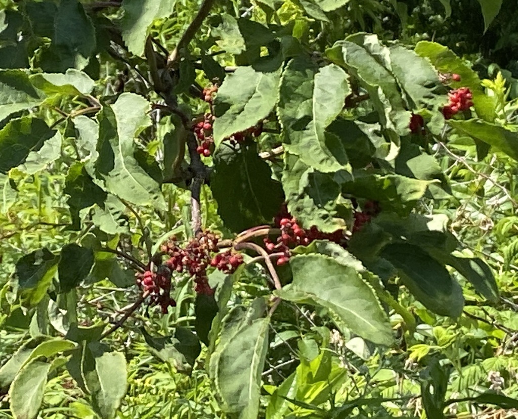 red-berried elder from Prince Edward Island, Resort Mun. Stan.B.-Hope R ...