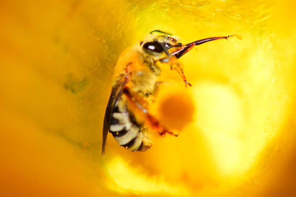 Pruinose Squash Bee from 320 Browns Trace Rd, Jericho, VT 05465, USA on ...