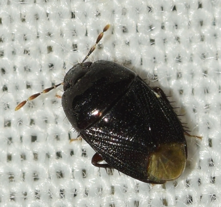 Geotomus elongatus (Herrich-Schäffer, 1840)