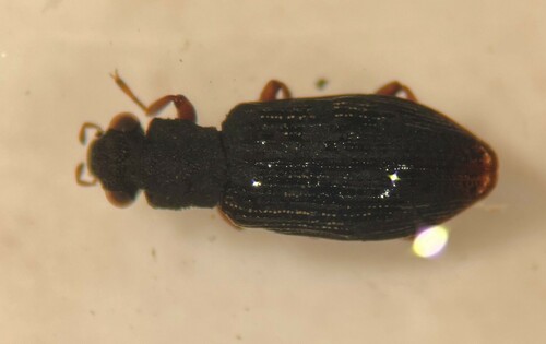 Hydrochus squamifer · iNaturalist