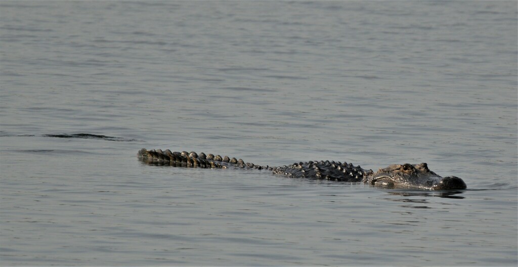 American Alligator from Kurth Lake area Texas, US on July 18, 2022 by ...