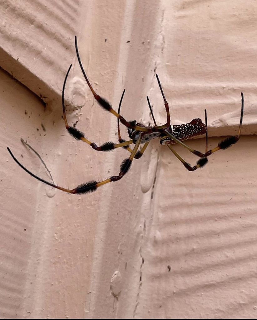 Golden Silk Spider from Port Royal Island, Beaufort, SC, US on July 18 ...