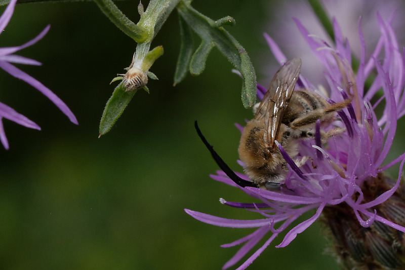 Tetraloniella dentata (Germar, 1839)