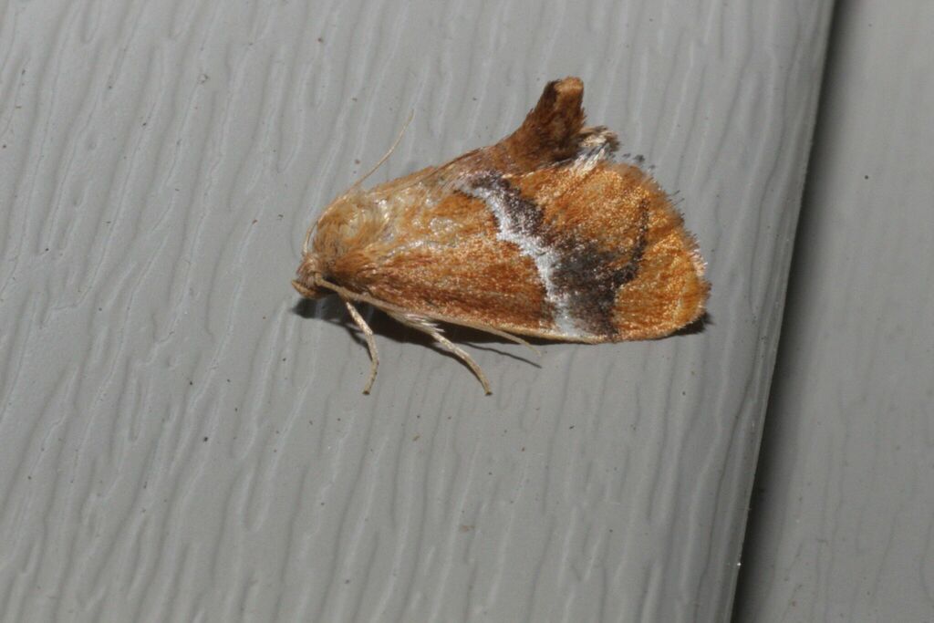 Yellow-shouldered Slug Moth from Lakeside, NS B3T, Canada on July 13 ...
