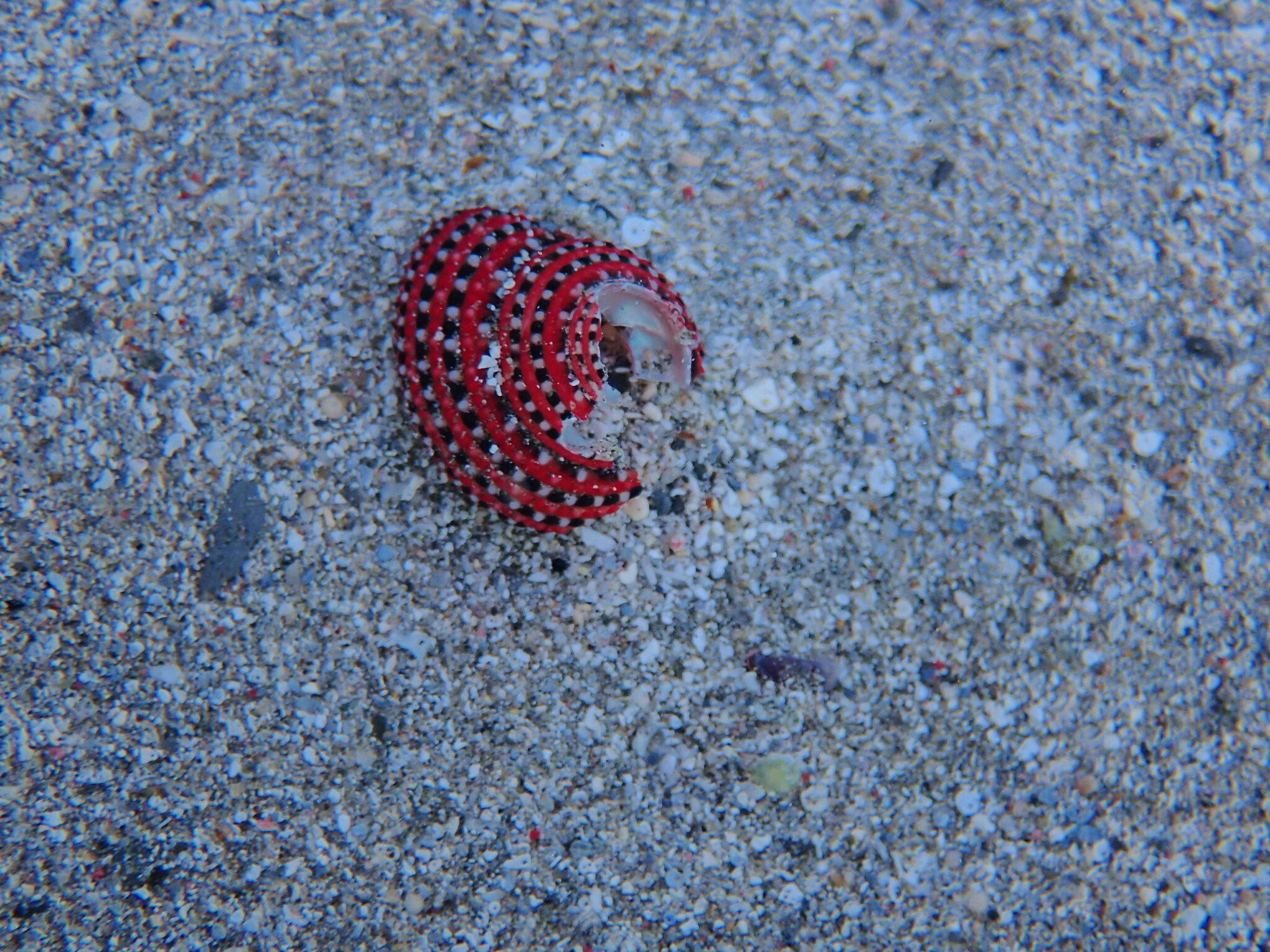 Clanculus pharaonius (Linnaeus, 1758)