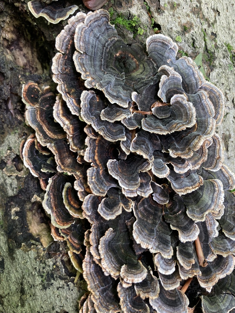 turkey-tail in June 2022 by Réserve naturelle Gault de l'Université ...