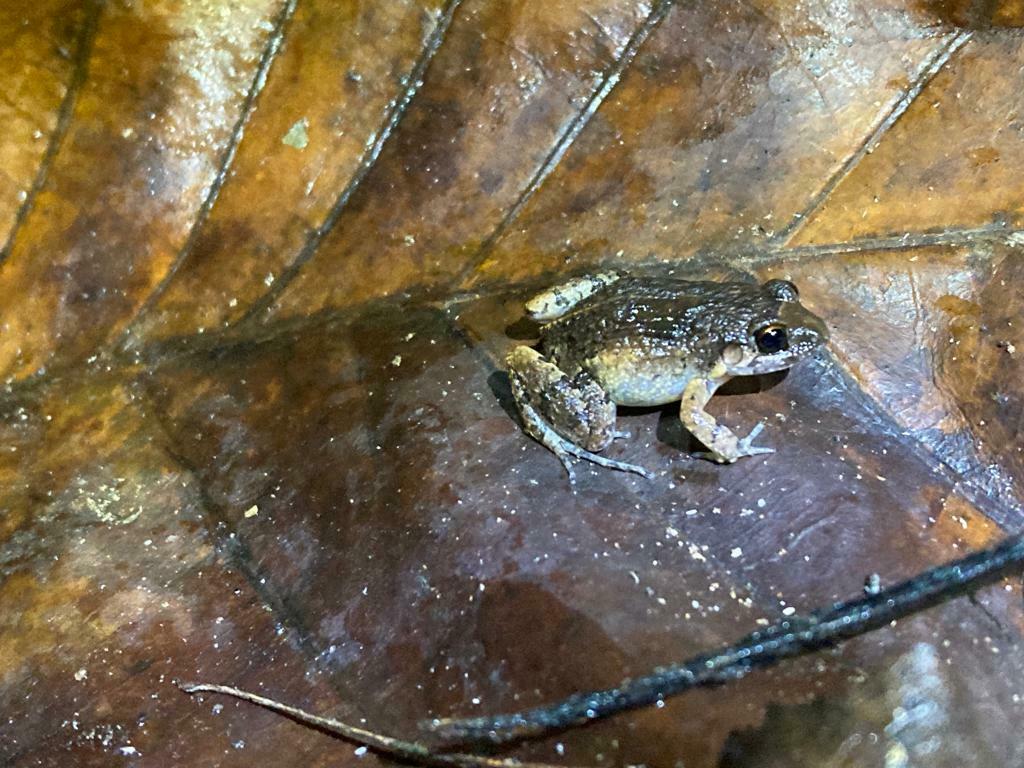 Cocha Chirping Frog from Puerto Nariño, Amazonas, Colombia on July 02 ...