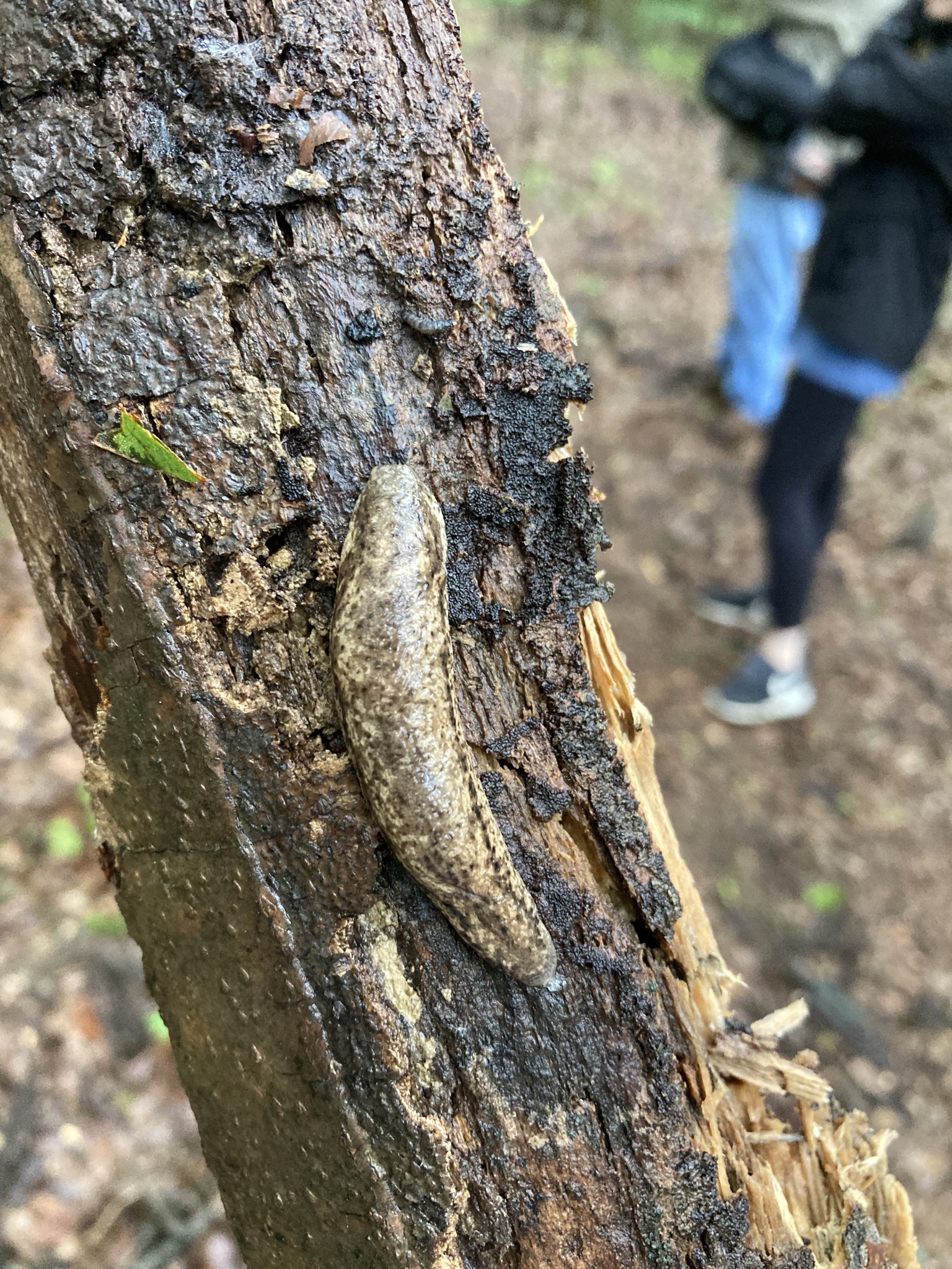Philomycus togatus (A.Gould, 1841)