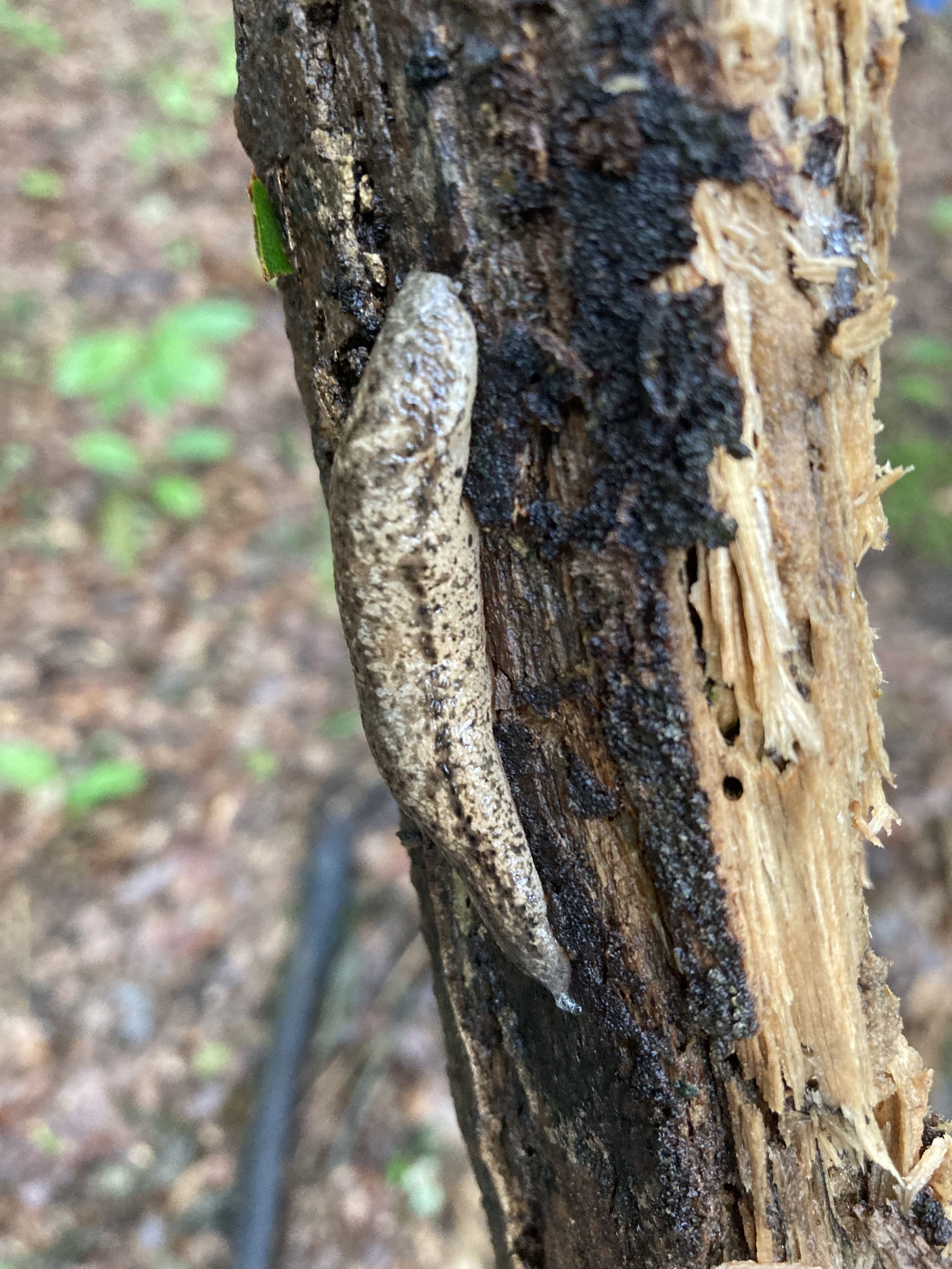 Philomycus togatus (A.Gould, 1841)