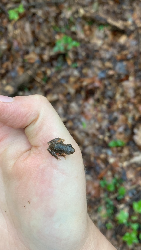 Spring Peeper from Conneaut Lake, PA, US on July 18, 2022 at 02:05 PM ...
