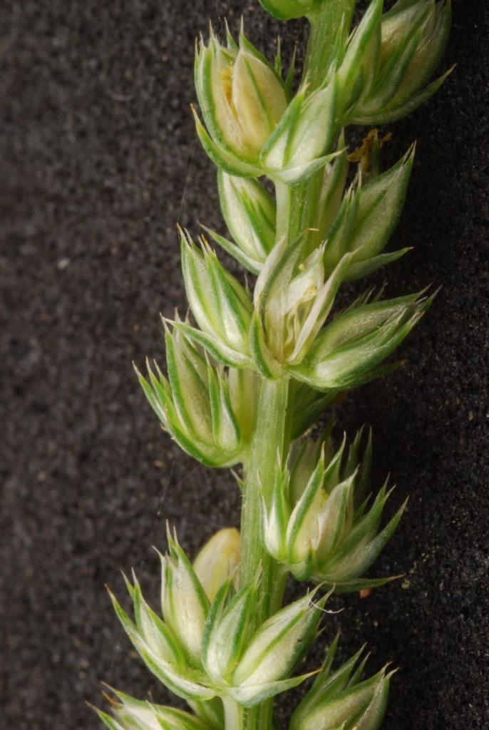 rough-fruit amaranth (Amaranthus tuberculatus) - Botanical Realm