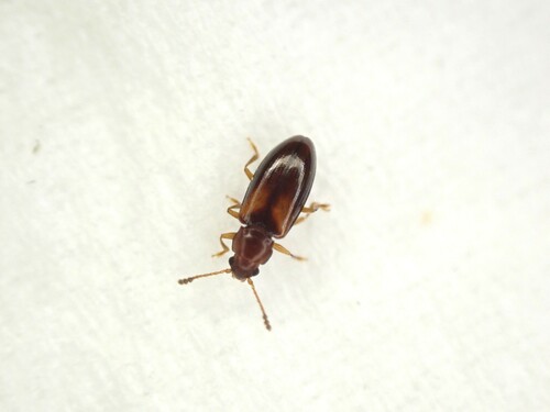 Loberus depressus · iNaturalist Mexico