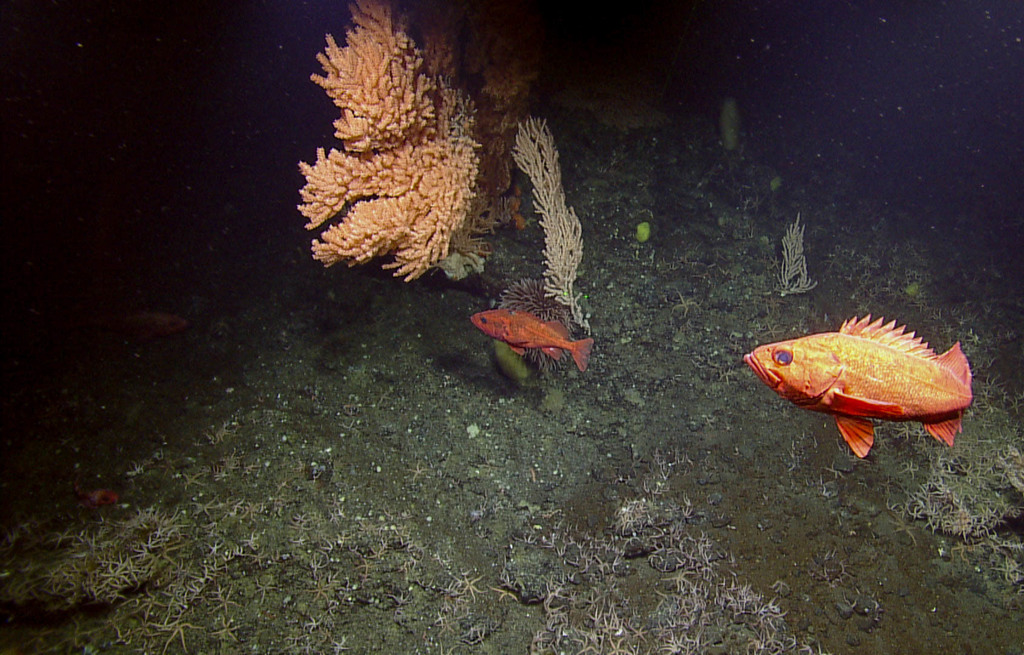 Rougheye Rockfish (Sebastes aleutianus) - Marine Life Identification
