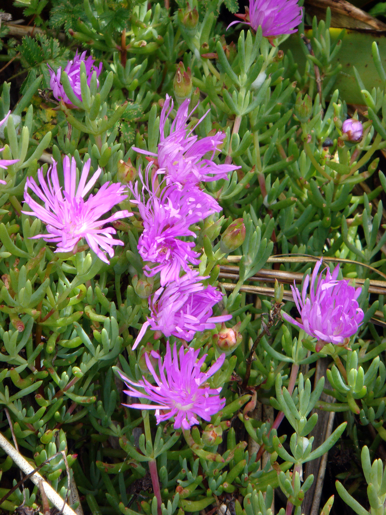 Rosy Brightfig (Lampranthus multiradiatus) - Botanical Realm