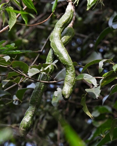 Mansoa difficilis · iNaturalist