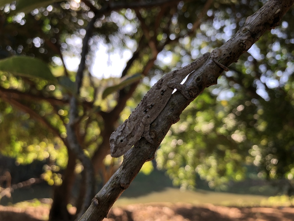 Black-headed Dwarf Chameleon from Isundu Drive, Amanzimtoti, KZN, ZA on ...