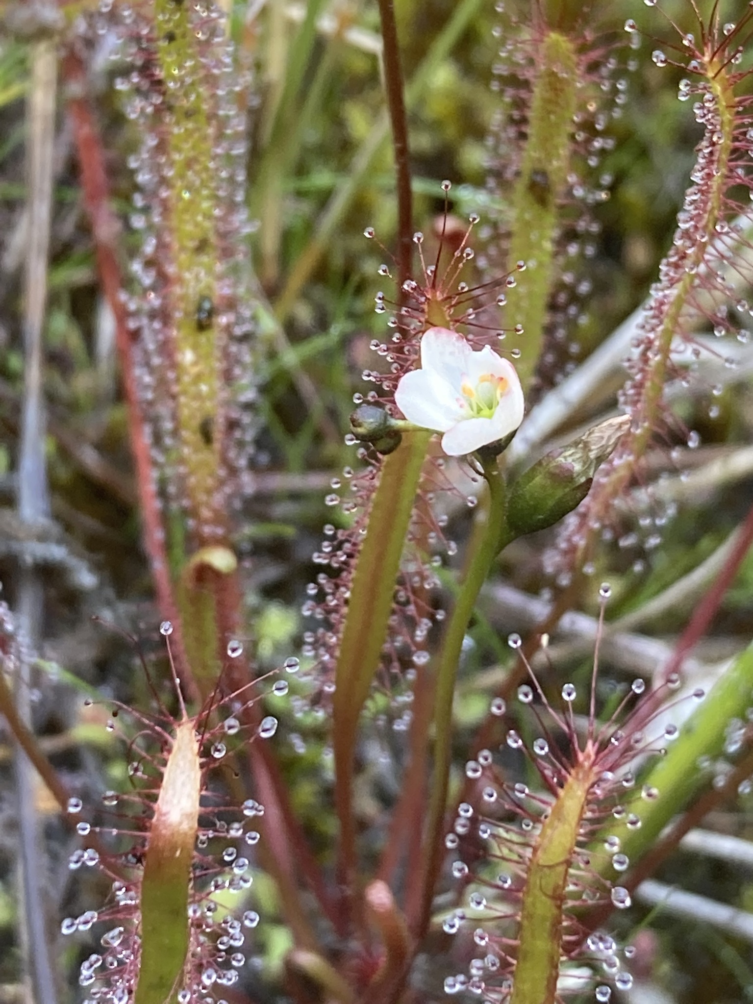 Drosera linearis Goldie