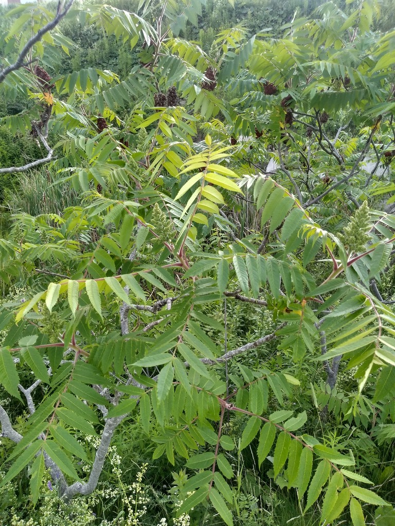 staghorn sumac in June 2022 by Elizabeth Lynch · iNaturalist