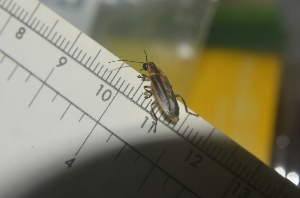 Bethany Beach Firefly in July 2022 by Roshan Vignarajah. Male caught ...