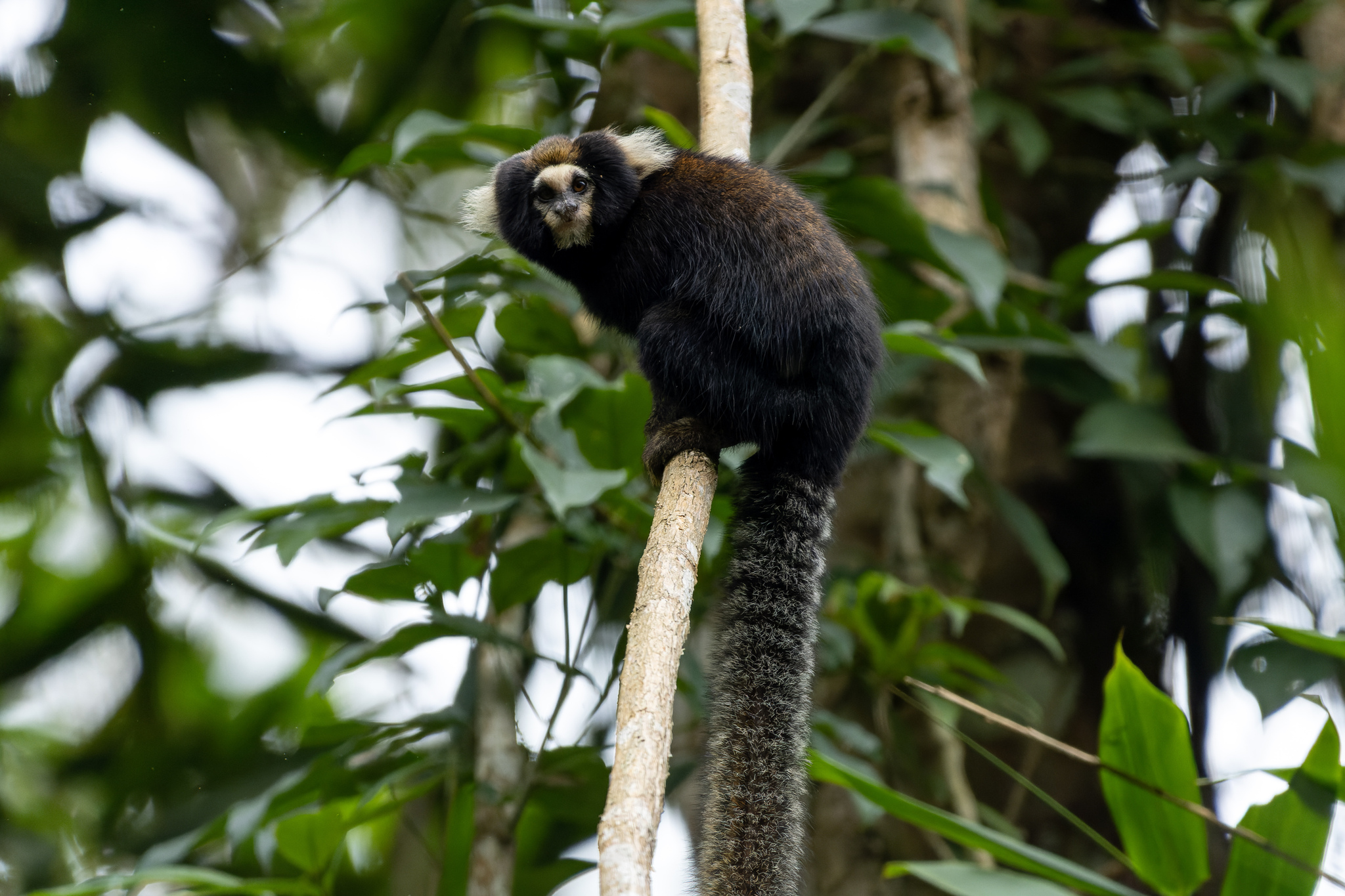 Callithrix aurita (É.Geoffroy Saint-Hilaire, 1812)