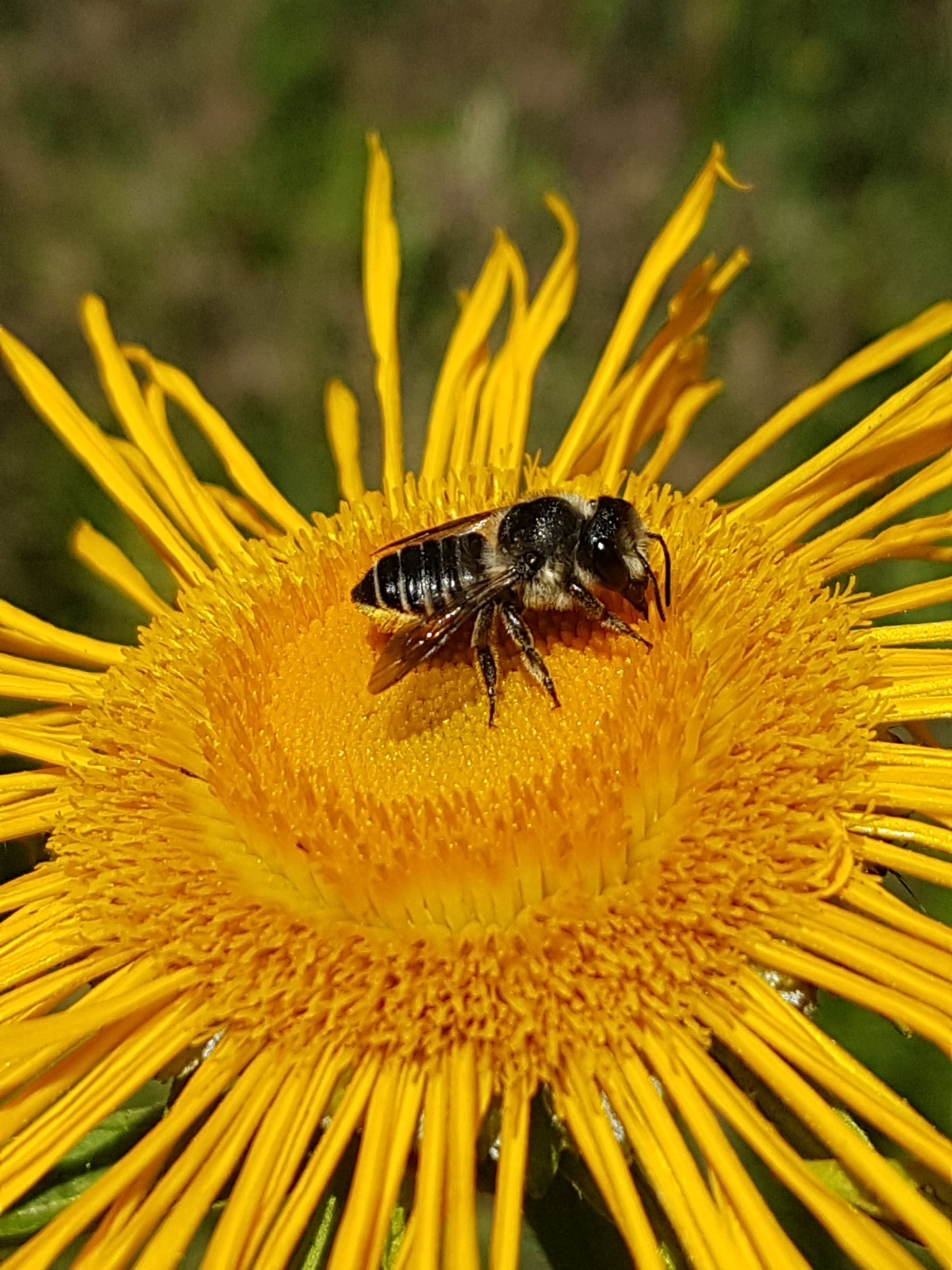 Megachile centuncularis (Linnaeus, 1758)