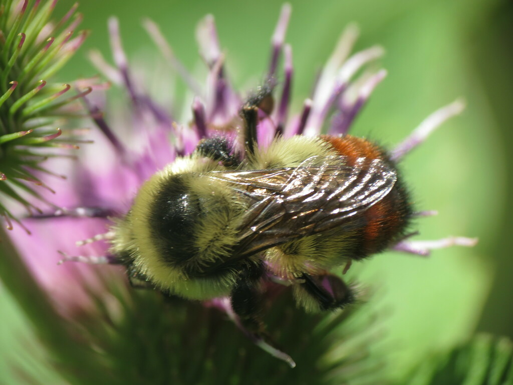 Red-belted Bumble Bee from Rockford, IL, USA on July 18, 2022 at 02:17 ...