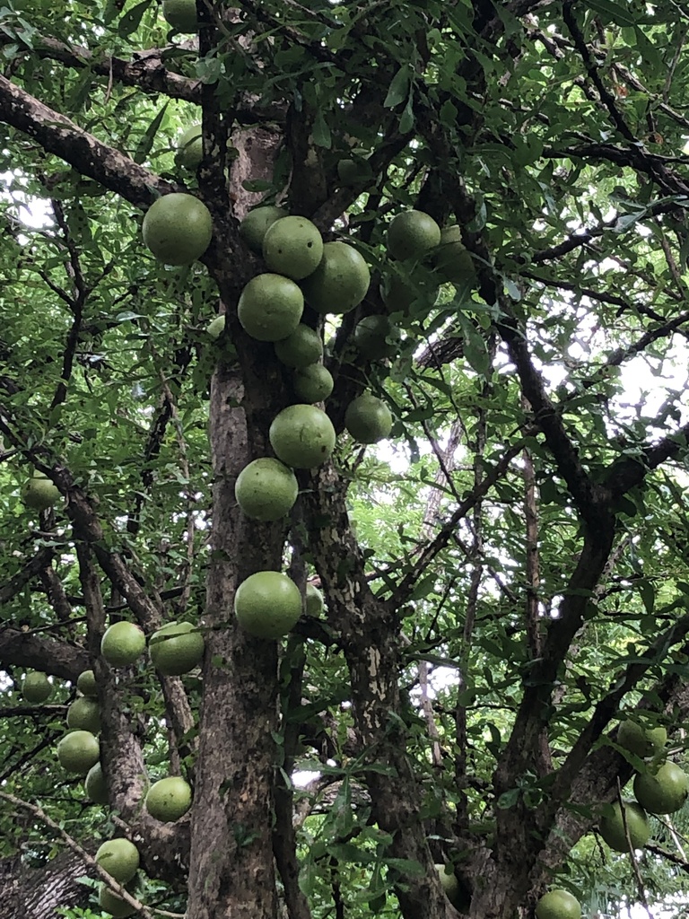 calabash trees from Santa Rosa National Park, La Cruz, Guanacaste, CR ...